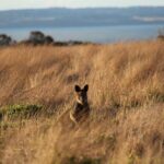 Private Great Ocean Road - The Ultimate Aussie Adventure - Detailed Breakdown of the Itinerary