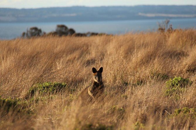 Private Great Ocean Road - The Ultimate Aussie Adventure - Detailed Breakdown of the Itinerary