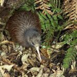 Private Guided Kiwi Encounter in Nga Manu Reserve - Final Verdict: Who Should Consider This Tour?