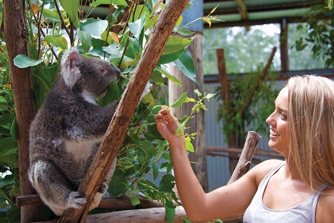 Private Guided Tour: Blue Mountains Tour from Sydney - What We Love About This Tour