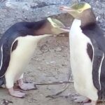 Private Guided Tour of Dunedin City Heritage and Unique Wildlife and Scenery - The Value of a Private Tour