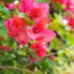 Private Half Day Tour: Papeete and Nature of Tahiti east coast - Practical Details and What to Expect