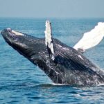 Private Half Day Whale Watching Tour - An In-Depth Look at the Itinerary and Experience