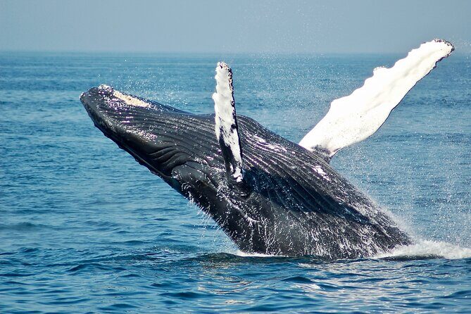 Private Half Day Whale Watching Tour - An In-Depth Look at the Itinerary and Experience