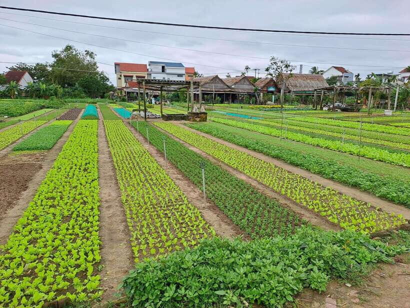 Private Hoi An Countryside biking, basket boat, herb gardens - Who Is This Tour Best For?