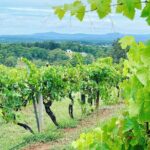 Private Hunter Valley Wine Tasting Tour from Sydney - Who Should Consider This Tour?