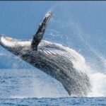 Private Kaikoura Whale Watching Day Trip From Christchurch - Who Will Love This Tour?