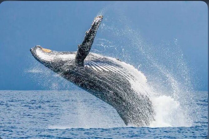 Private Kaikoura Whale Watching Day Trip From Christchurch - Who Will Love This Tour?
