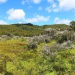 Private Kaitoke Hot Springs Soak and Walk Tour in Great Barrier - Who Should Consider This Tour?