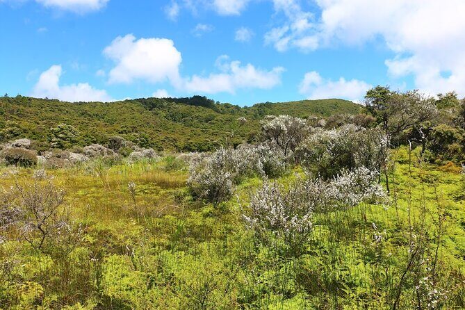 Private Kaitoke Hot Springs Soak and Walk Tour in Great Barrier - Who Should Consider This Tour?