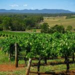 Private Luxury Tour: Tastes of the Hunter Valley - Price and Value