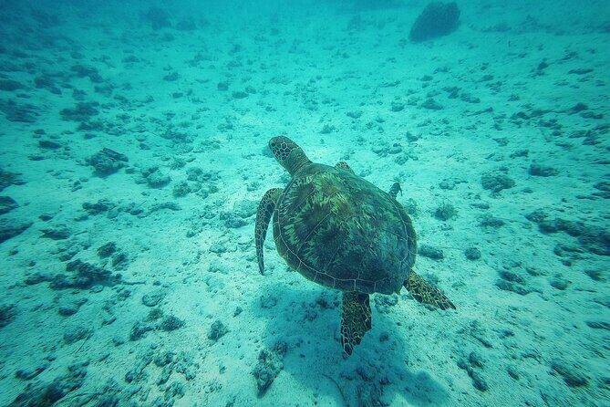 Private Marine Excursion and snorkeling in the lagoon of Moorea - What Travelers Love & What Could Be Improved