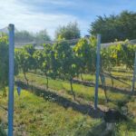 Private Martinborough Wine Tour for Wine Enthusiasts - Who Should Book This Tour?
