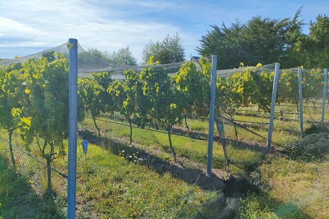 Private Martinborough Wine Tour for Wine Enthusiasts - Who Should Book This Tour?