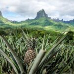 Private Morning Moorea 4WD Tour with Champagne - Exploring Moorea on a 4WD: The Itinerary in Detail