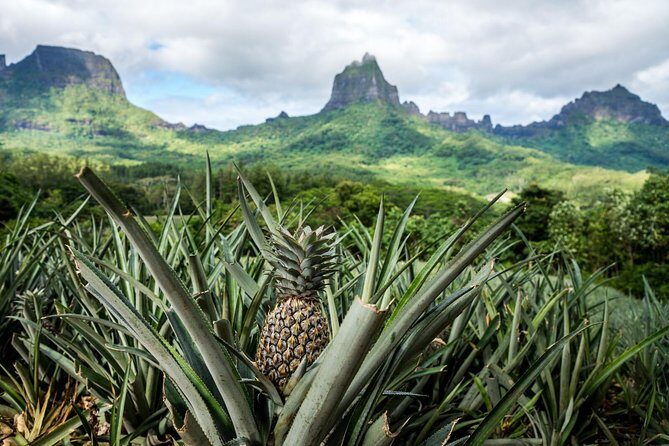 Private Morning Moorea 4WD Tour with Champagne - Exploring Moorea on a 4WD: The Itinerary in Detail