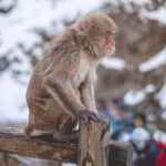 Private Nagano Day Trip: Snow Monkeys & Historic Temples - How the Experience Comes Together