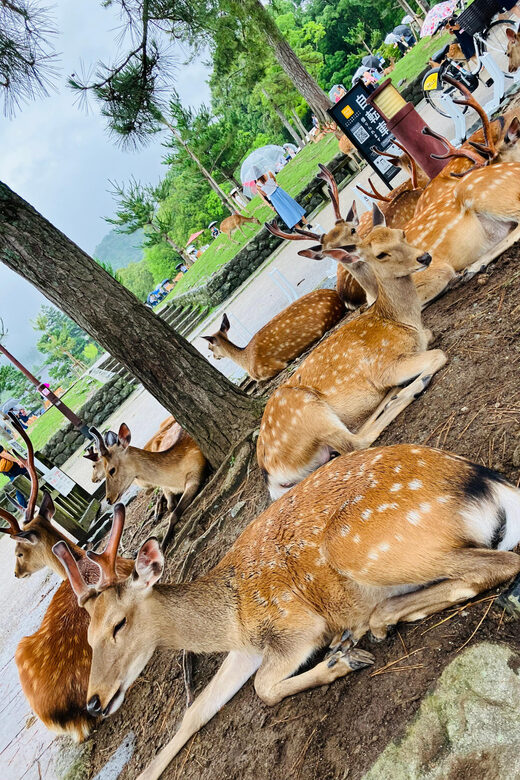 Private Nara Tour from Osaka  Meet at Your Hotel - The Sum Up: Is This Tour Right for You?