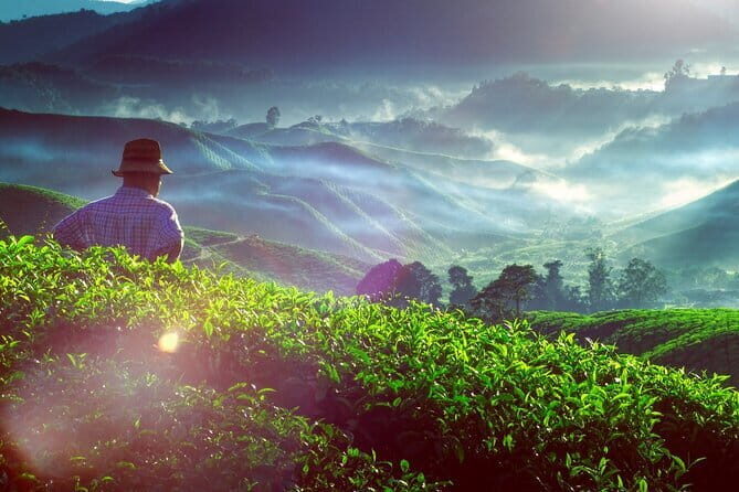 Private Nature Trip to Cameron Highlands from Kuala Lumpur - The Sum Up