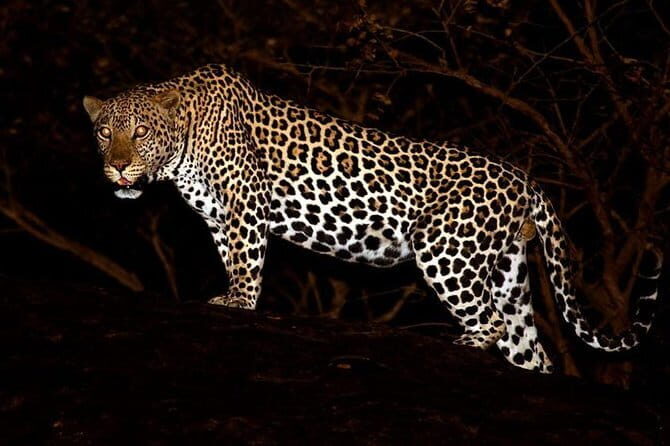 Private : Night Drive in Yala National Park Buffer Zone - Why Consider This Tour?