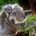 Private One Day Great Ocean Road Tour (12 Hour) - What Makes This Tour Stand Out