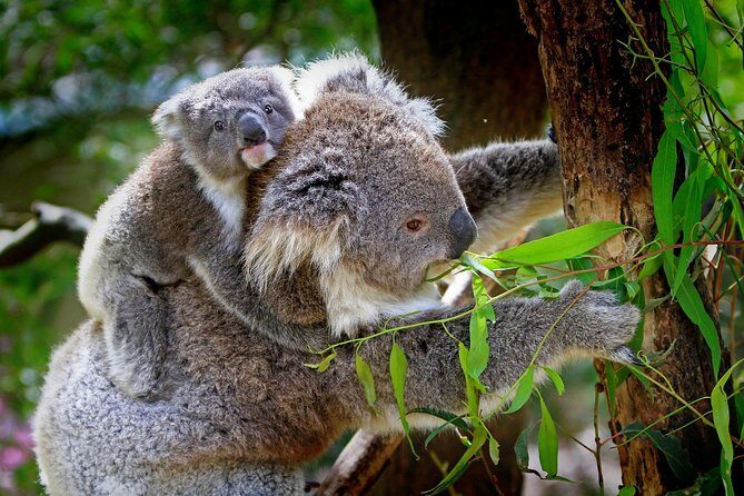 Private One Day Great Ocean Road Tour (12 Hour) - What Makes This Tour Stand Out