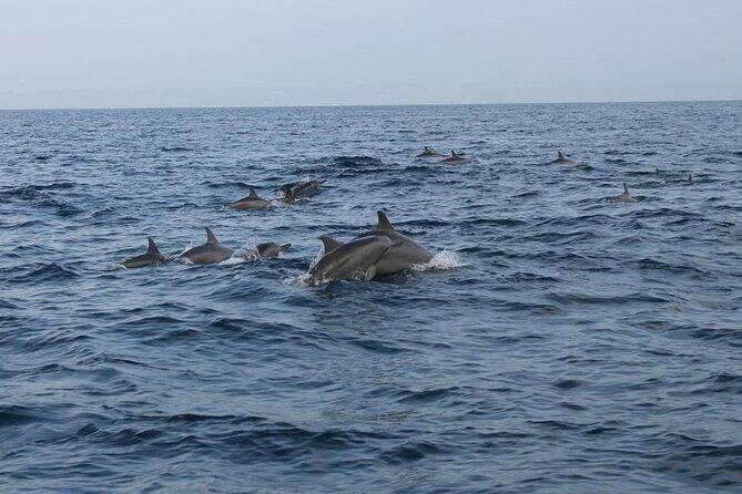 Private Pamilacan Island with Lunch from Tagbilaran City - Transport and Logistics