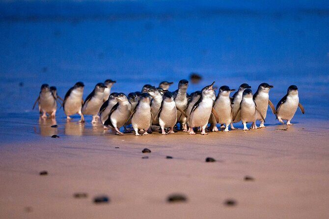 Private Phillip Island Day Trip from Melbourne Including Penguin Parade Premium Viewing - FAQ