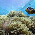 Private Reef Discovery Luxury Motu Lunch Cruise in Bora Bora - Practical Details and Tips