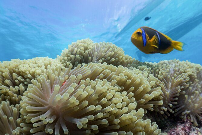 Private Reef Discovery Luxury Motu Lunch Cruise in Bora Bora - Practical Details and Tips