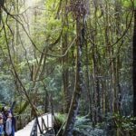 Private Small Group Tour in Blue Mountains - An In-Depth Look at the Blue Mountains Tour