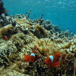 Private Snorkeling GIli Asahan, Goleng, Gili Layar & Gede - Exploring the Itinerary in Detail