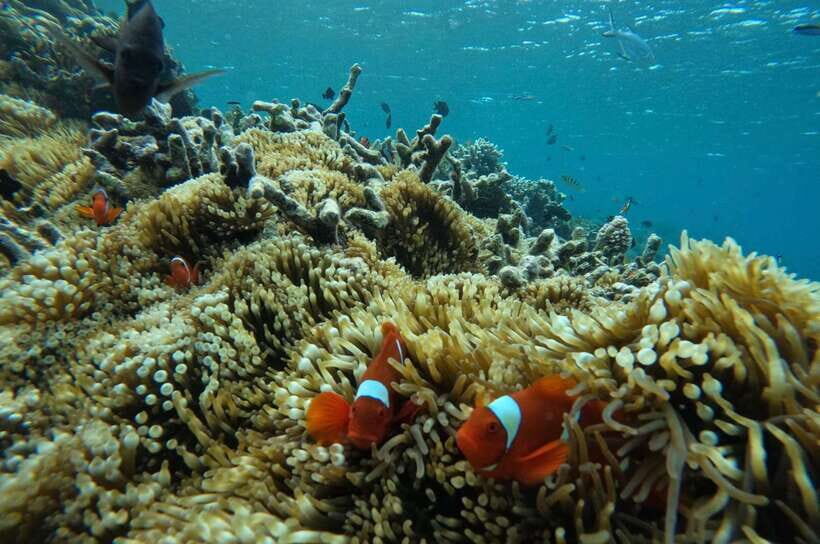 Private Snorkeling GIli Asahan, Goleng, Gili Layar & Gede - Exploring the Itinerary in Detail