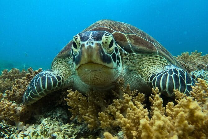 Private Snorkeling in 3 GiIi Islands - What to Expect from the Experience