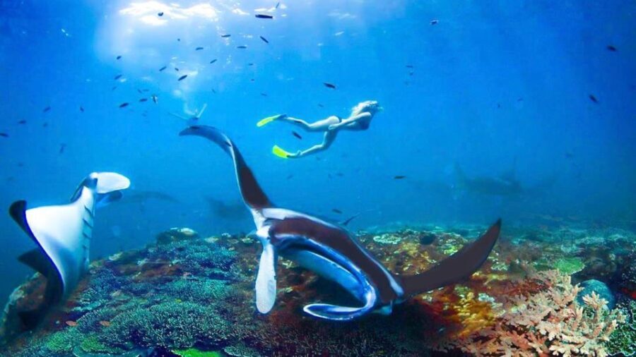 Private Snorkeling in Nusa Penida - Who Should Consider This Tour?