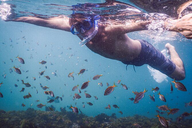 Private Snorkeling Tour In Sydney's Marine Reserve - Who Will Love This Experience?