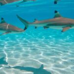 PRIVATE Sunset Tour: Moorea Snorkeling on a Catamaran named Taboo - The Sum Up
