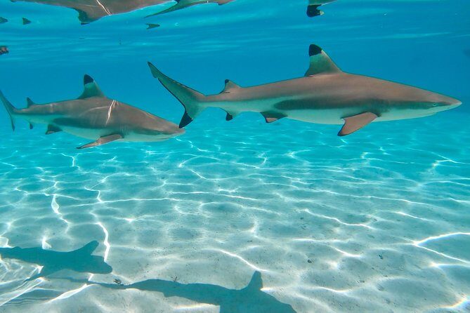 PRIVATE Sunset Tour: Moorea Snorkeling on a Catamaran named Taboo - The Sum Up