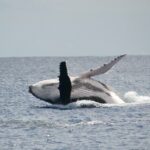 Private Tour 4h Whale watching quiet area peninsula Tahiti - What the Tour Entails: From Sailing to Snorkeling