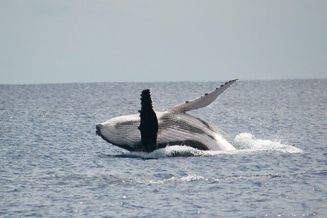 Private Tour 4h Whale watching quiet area peninsula Tahiti - What the Tour Entails: From Sailing to Snorkeling
