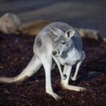 Private Tour: Blue Mountains Day Trip from Sydney - Who This Tour Is Perfect For