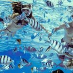 Private Tour: Bora Bora Lagoon Eco Snorkel Cruise - 3hrs or 6hrs - Frequently Asked Questions