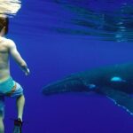 Private Tour: Bora Bora Whale Watching & Swimming Experience - The Itinerary and Experience Breakdown