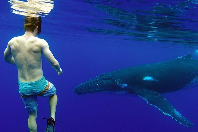 Private Tour: Bora Bora Whale Watching & Swimming Experience - The Itinerary and Experience Breakdown