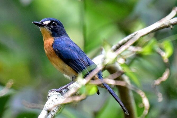 Private Tour: Fraser's Hill Bird-Watching Nature Tour from Kuala Lumpur - Key Points