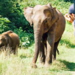 Private Tour from Ella to Hiriketiya with Yala Safari - What’s Included and What to Keep in Mind
