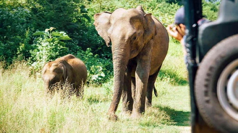 Private Tour from Ella to Hiriketiya with Yala Safari - What’s Included and What to Keep in Mind