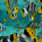 Private tour from Raiatea - 1/2 day excursion to Tahaa or other - What Travelers Are Saying