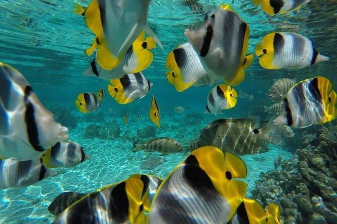 Private tour from Raiatea - 1/2 day excursion to Tahaa or other - What Travelers Are Saying