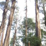 [Private Tour] Healesville Sanctuary Wildlife & Puffing Billy Steam Train - What Makes This Tour Special